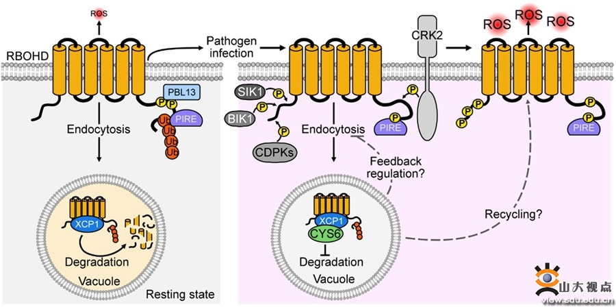 刘利静教授团队揭示病原菌侵染时植物RBOHD积累促进ROS迸发的分子机理-山东大学新闻网